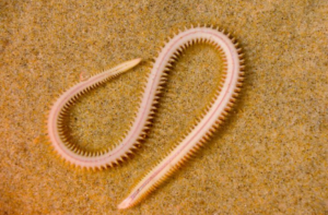Sandworm – Alitta virens
