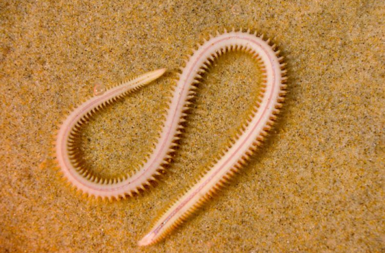 Top 10 Facts about Sandworm - ANIMALS