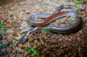 Sunbeam Snake – Xenopeltis unicolor