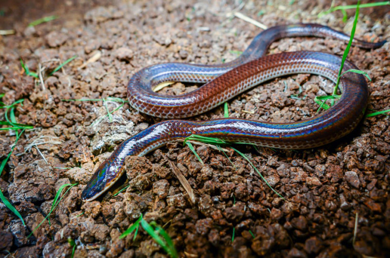 Sunbeam Snake – Xenopeltis unicolor