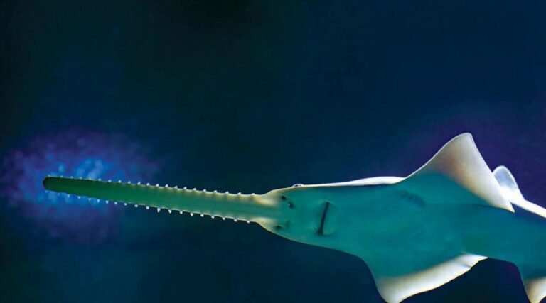 Sawfish – Facts, Pictures and Questions