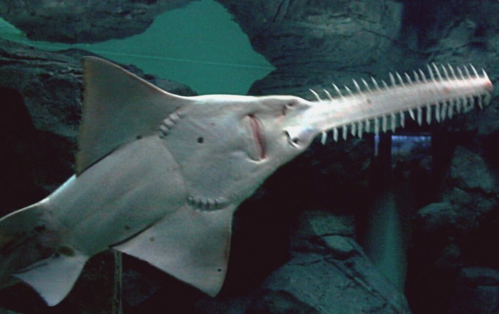 Sawfish – Facts, Pictures and Questions
