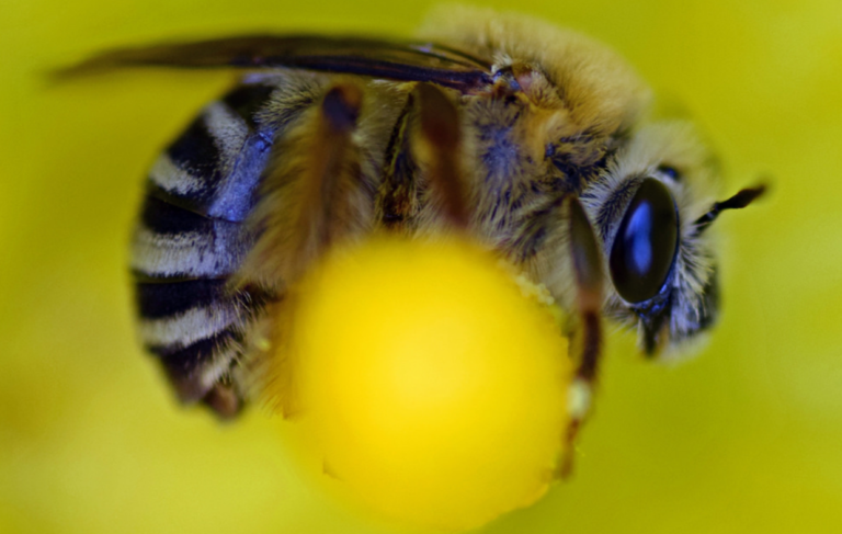 Squash Bee – Peponapis pruinosa