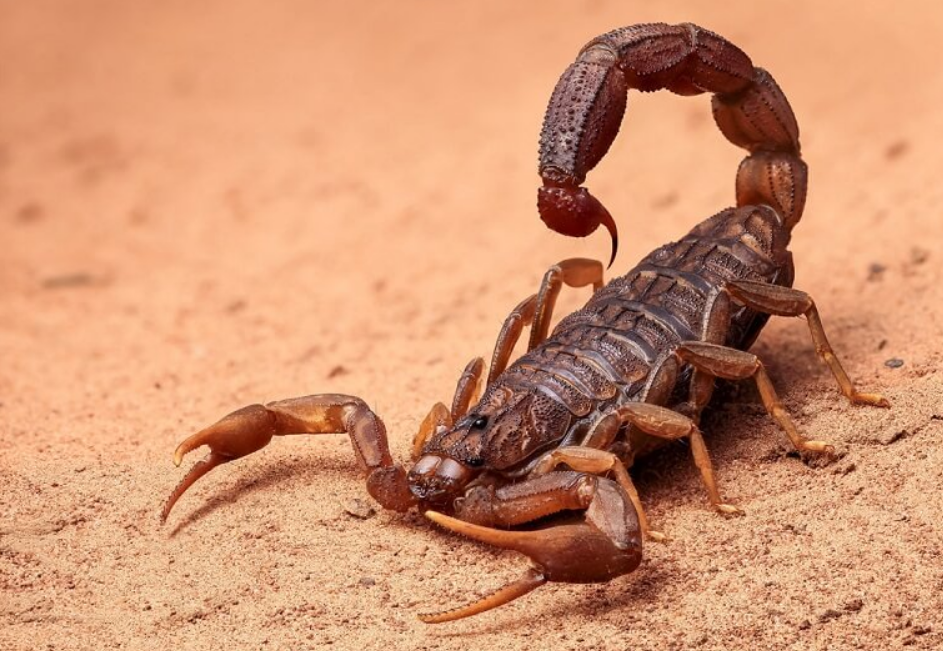 Scorpion – Facts, Pictures and Questions