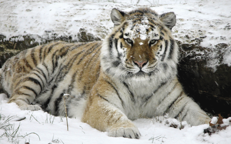 Siberian Tiger – Facts, Pictures and Questions