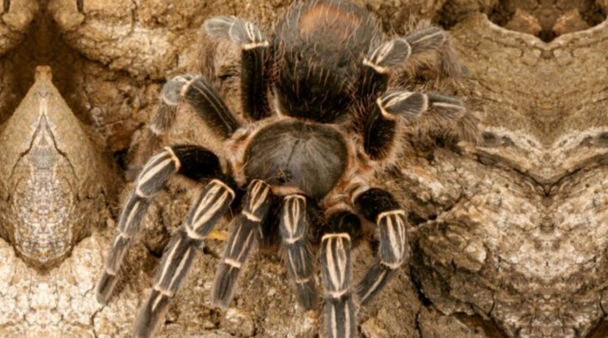 Skeleton Tarantula – Hapalopus sp. Columbia