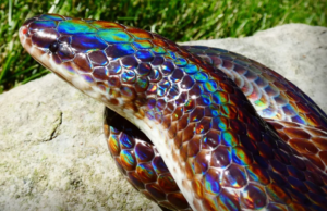 Sunbeam Snake – Xenopeltis unicolor