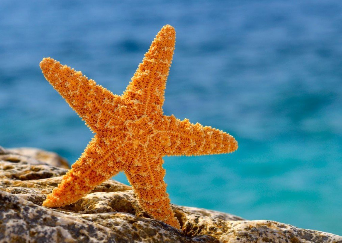 Top 10 Facts about Starfish - ANIMALS