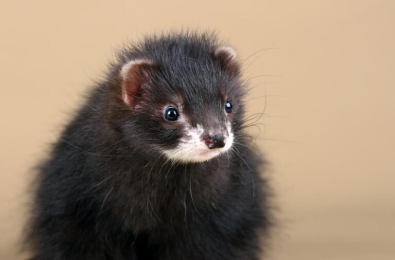 Sable Ferret – Facts, Pictures and Questions