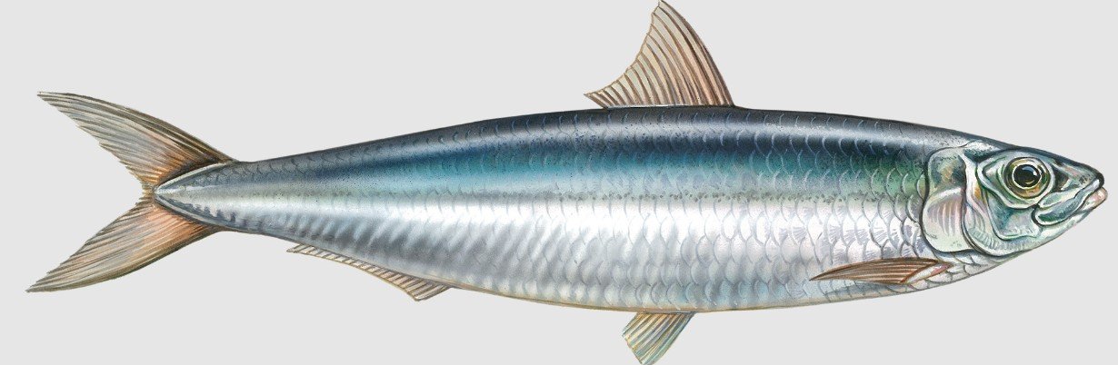 Sardines Fish – Sardina pilchardus, Sardinops sagax