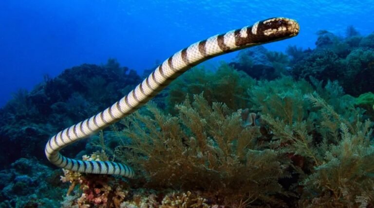 Sea Snake – Facts, Pictures and Questions
