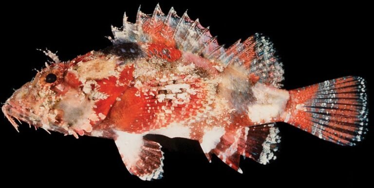 Scorpion Fish – Facts, Pictures and Questions