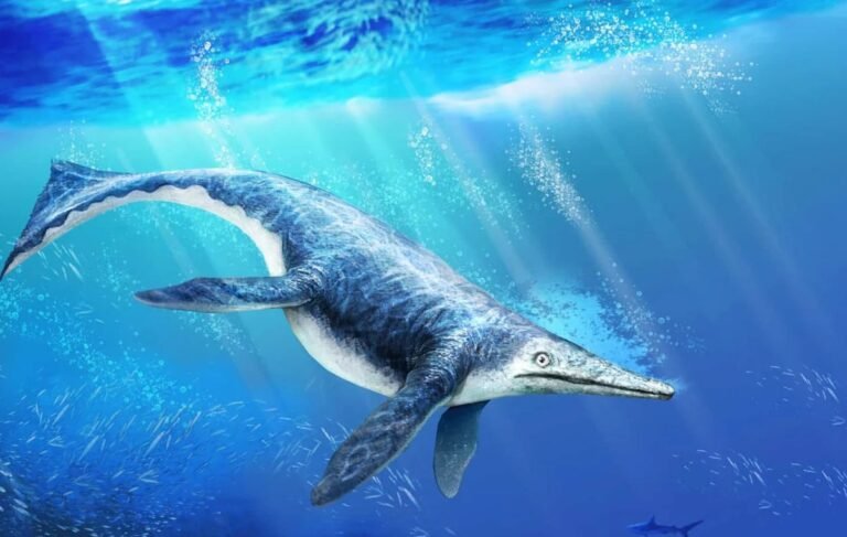 Shastasaurus - Facts, Pictures and Questions