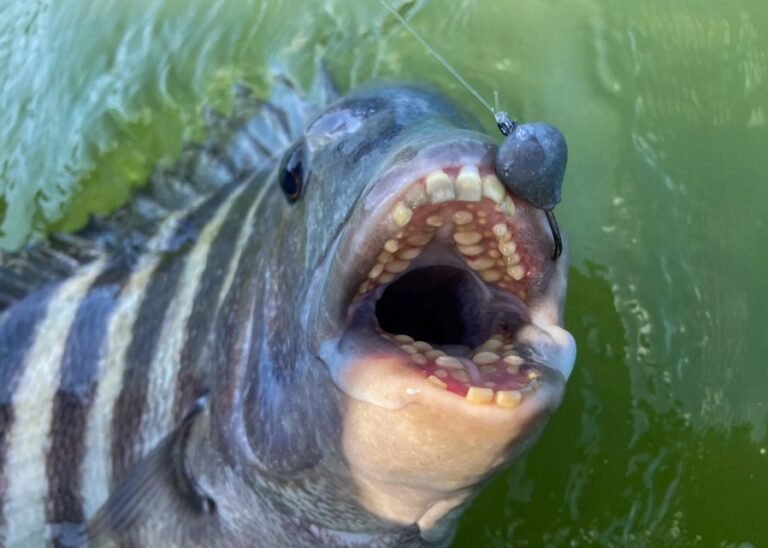 Sheepshead Fish - Facts, Pictures & Questions - ANIMALS