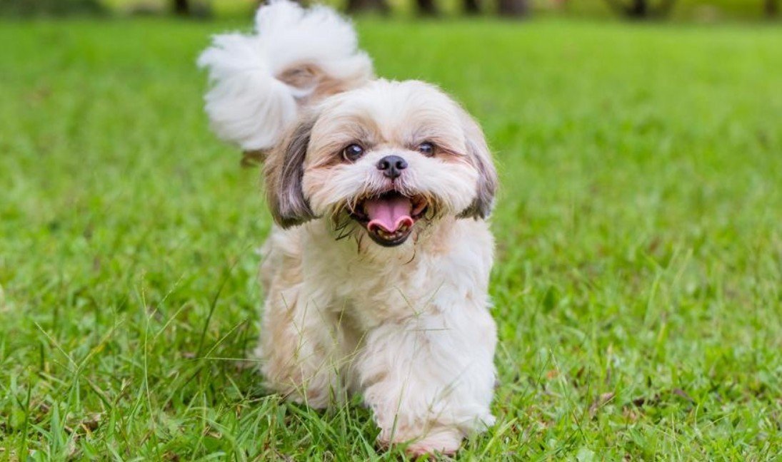 Shih Tzu Dog - Facts, Pictures & Questions