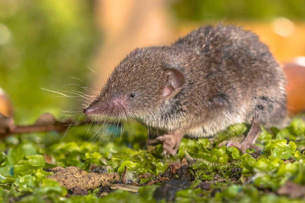 Shrew - Facts, Pictures and Questions