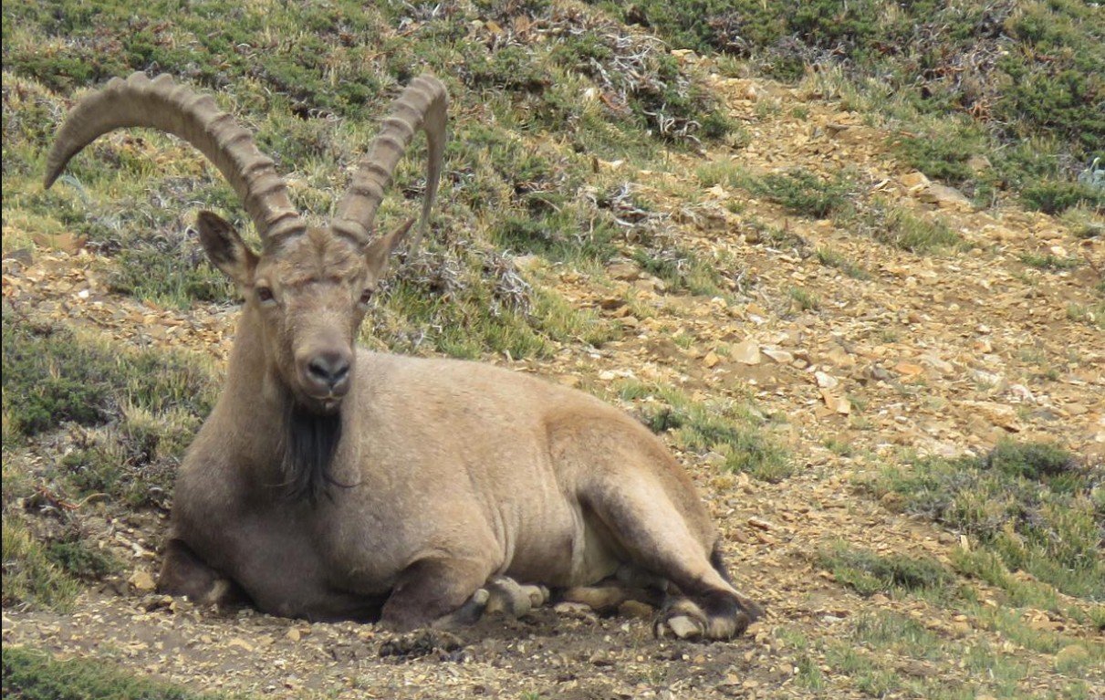 Siberian Ibex - Facts, Pictures and Questions