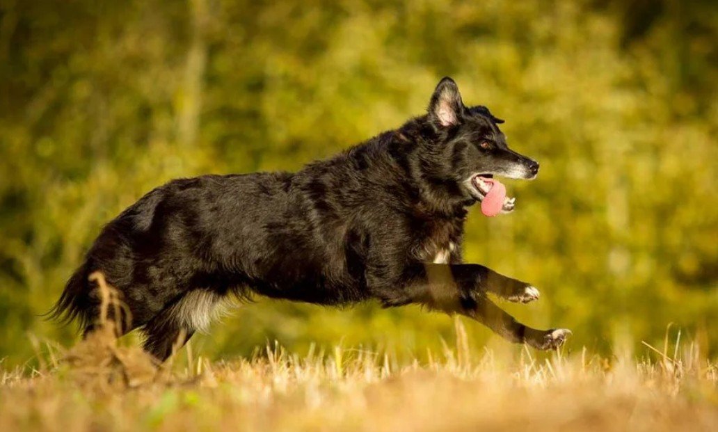 Shollie Dog - Facts, Pictures and Questions